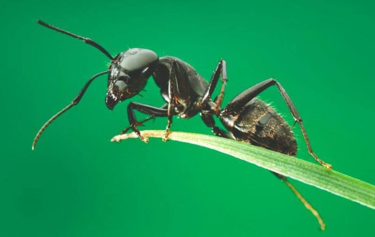 ¿Dónde viven los insectos? | Hábitats, especies y curiosidades en ...