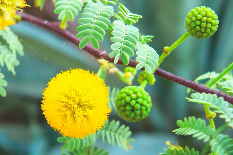 ¿Dónde vive la acacia?