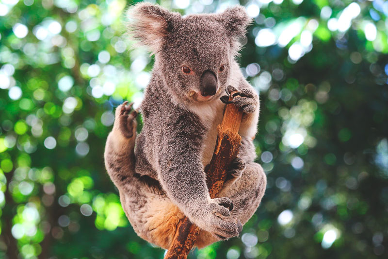 ¿Dónde viven los koalas?