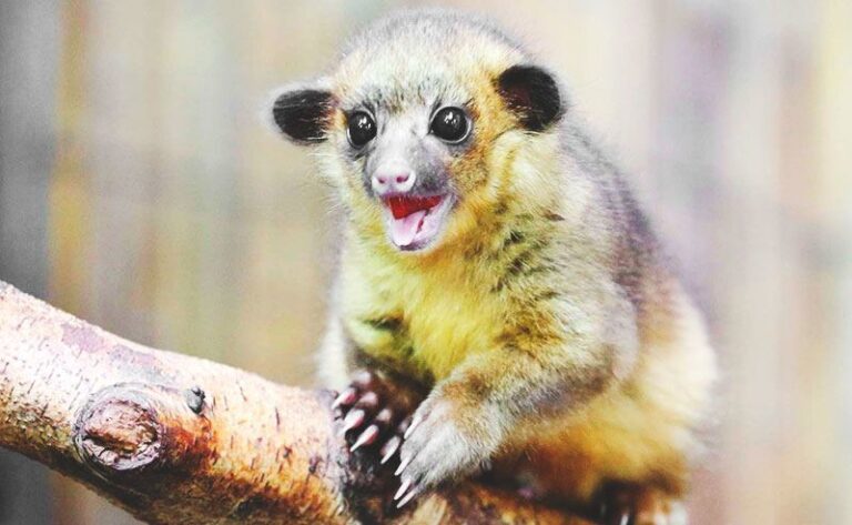 ¿Dónde vive el kinkajou?