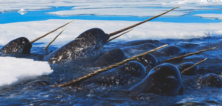 ¿Dónde vive el narval?