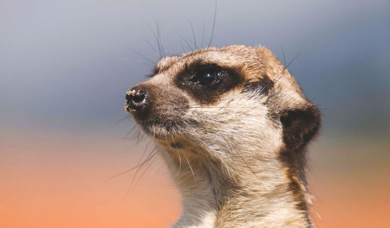 ¿Dónde vive el suricato?