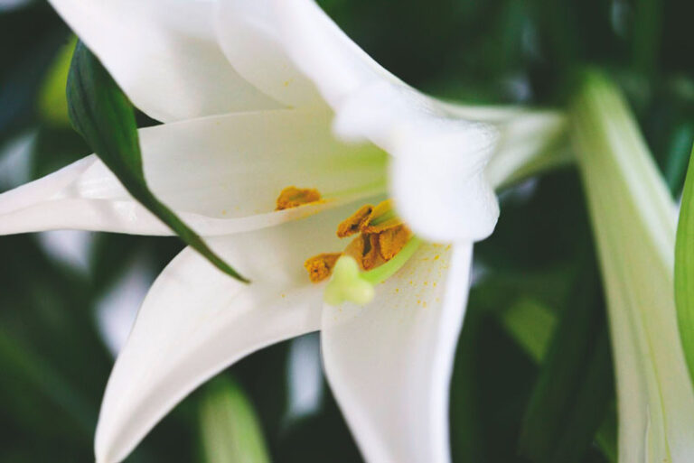 ¿Donde vive la azucena?