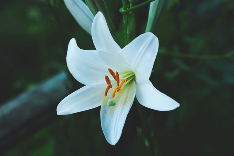 ¿Donde vive la azucena?