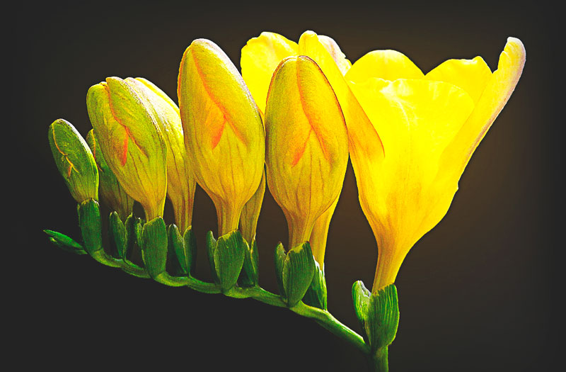 ¿Donde viven las fresias?