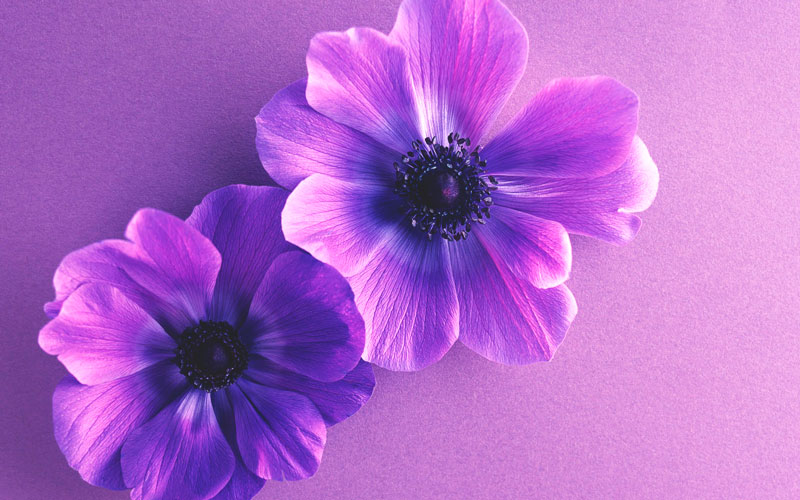 ¿Donde vive la lila?