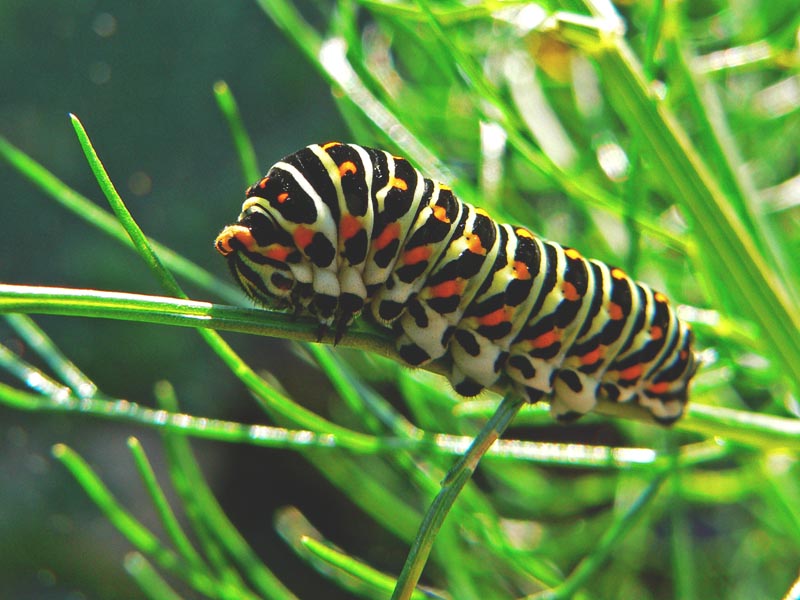 ¿Dónde viven los insectos?