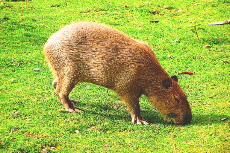 ¿Dónde vive el capibara?