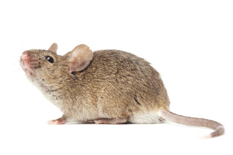 ¿Dónde vive el ratón?