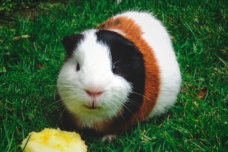 ¿Dónde vive la cobaya?