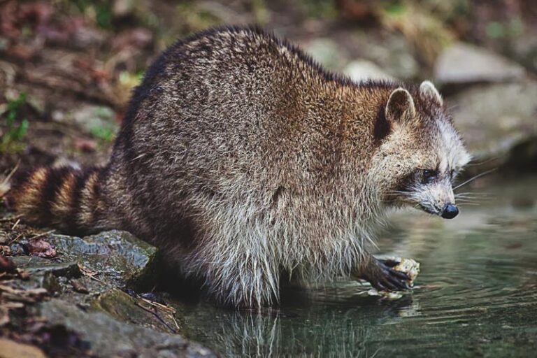 ¿Dónde viven los mapaches?