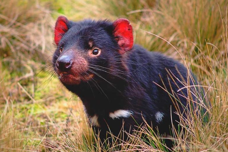 ¿Dónde vive el demonio de Tasmania?