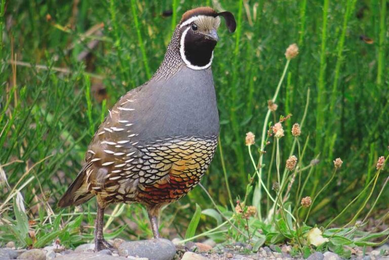 ¿Dónde viven las codornices?