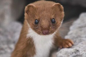 ¿Dónde viven las comadrejas?