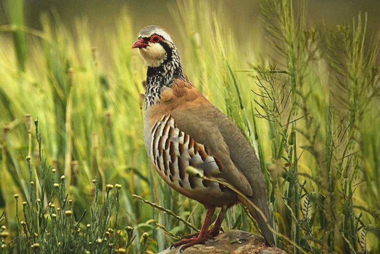 ¿Dónde viven las perdices? 【Actualizado 2020】