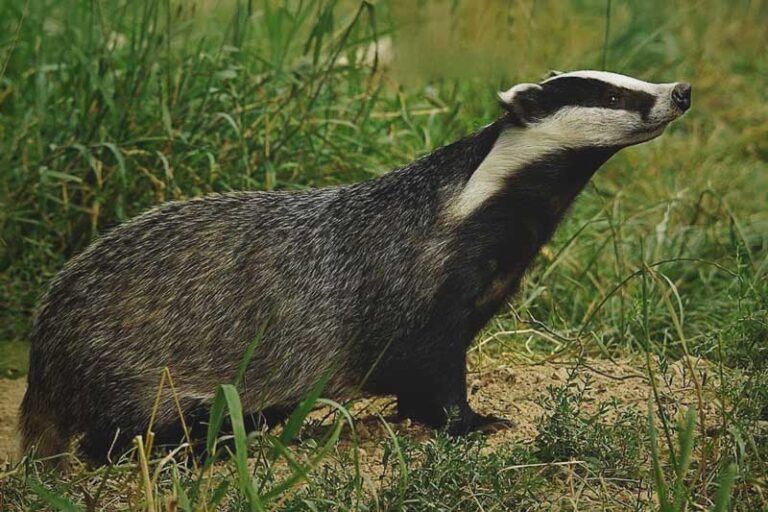 ¿Dónde vive el tejón?