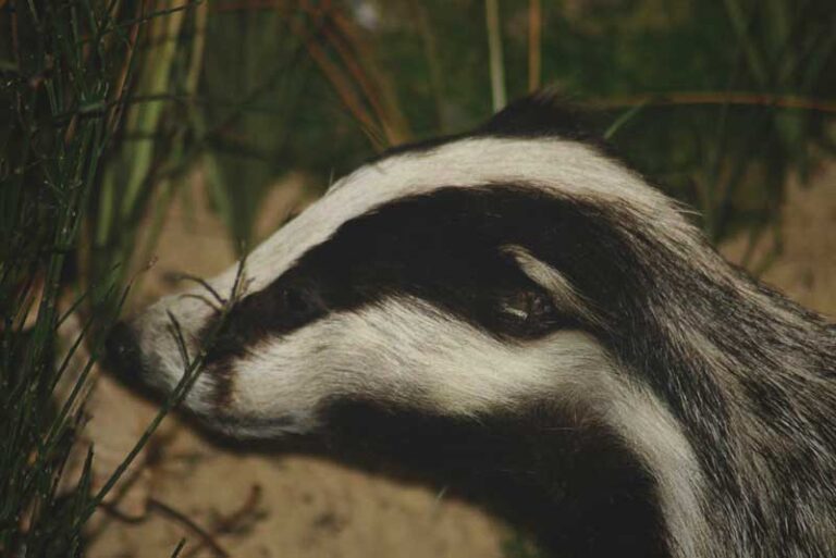 ¿Dónde vive el tejón?